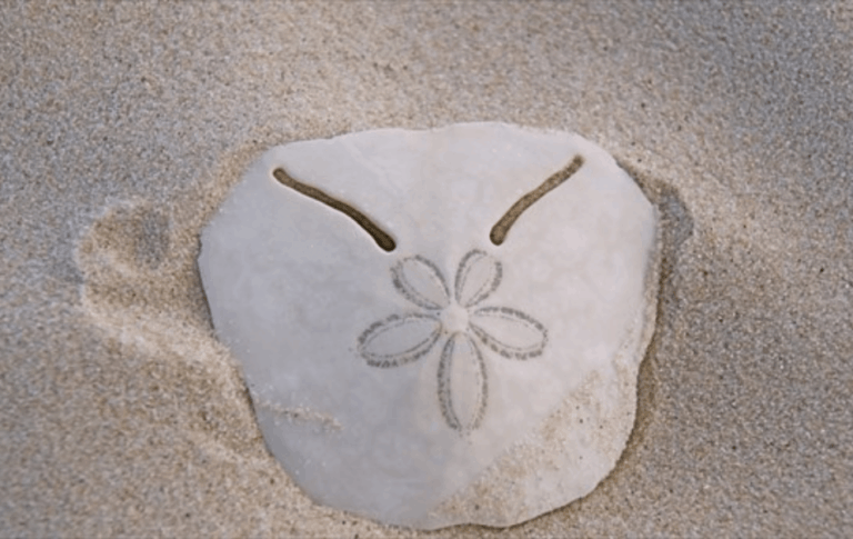 The Garden Route – the coastal corridor - Trips & Travels of Grandma