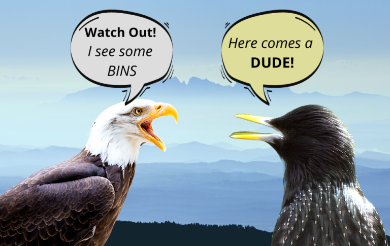 Best Bird-watching Tips for Beginners