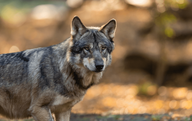 Wildlife of Montenegro: who would guess