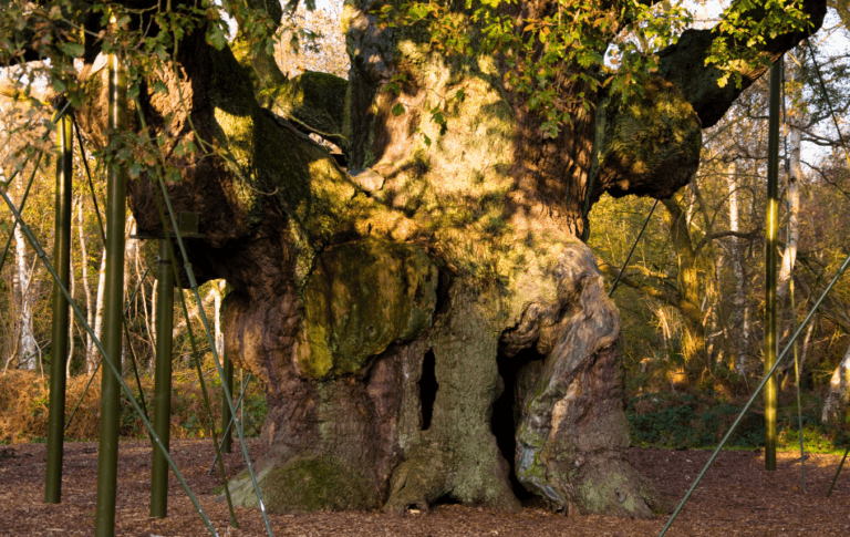 Visit East Midlands of England